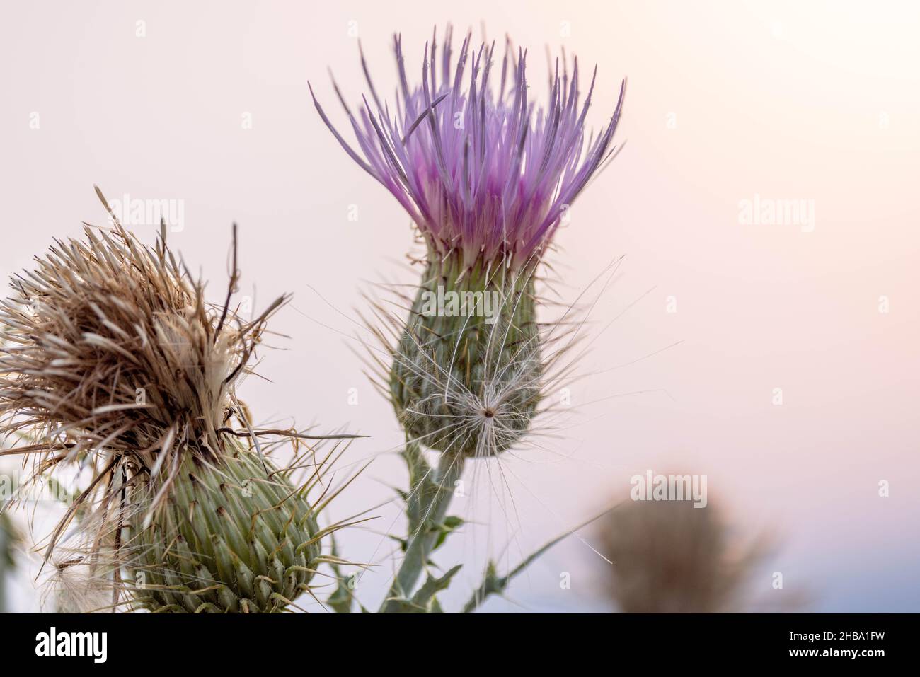 Cirsium sp hi-res stock photography and images - Alamy