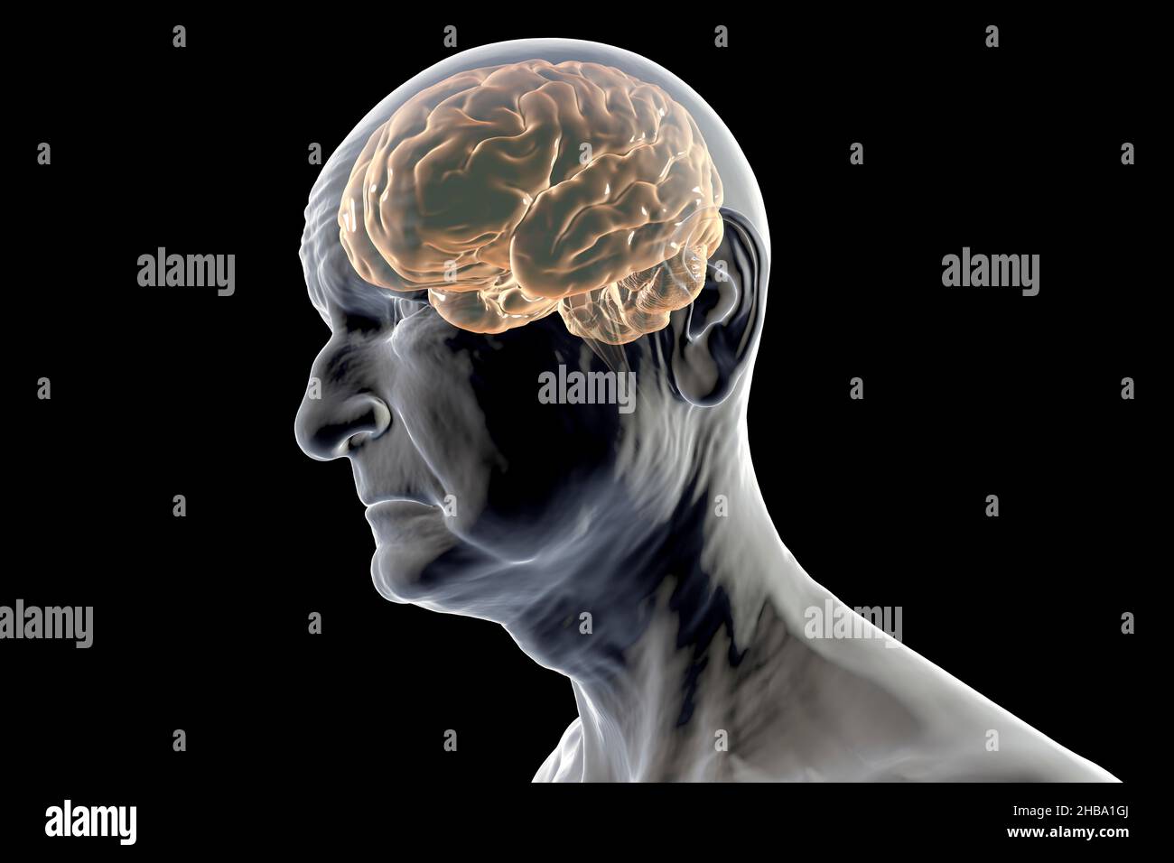 Illustration of an old man's brain Stock Photo - Alamy