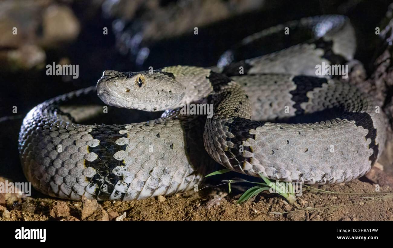 Banded Rock Rattlesnake, (Crotalus lepidus klauberi), New Mexico, USA ...