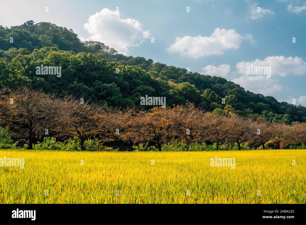 Golden paddy field and mountain in Daegu, Korea Stock Photo - Alamy