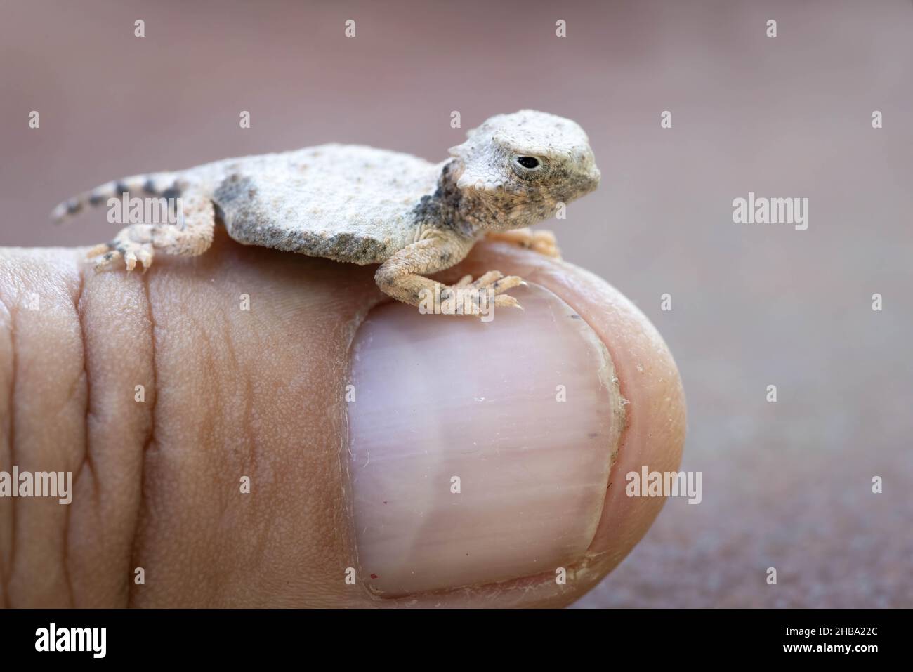 Neonate Round-tailed Horned lizard, (Phrynosoma modestum), Socorro ...