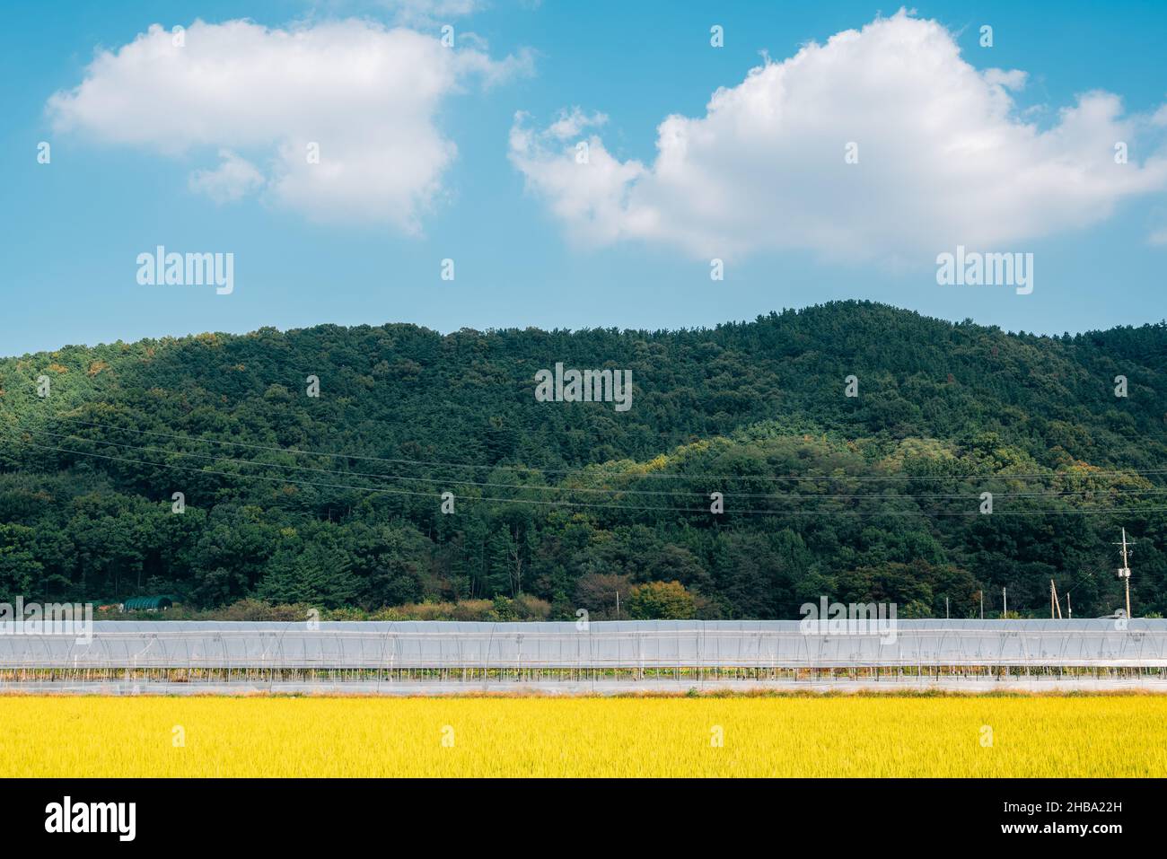 Golden paddy field and mountain in Daegu, Korea Stock Photo - Alamy
