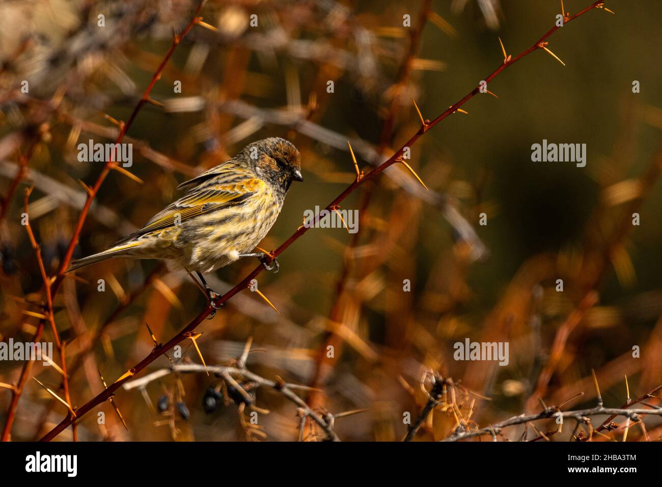 Beautiful serin hi-res stock photography and images - Alamy