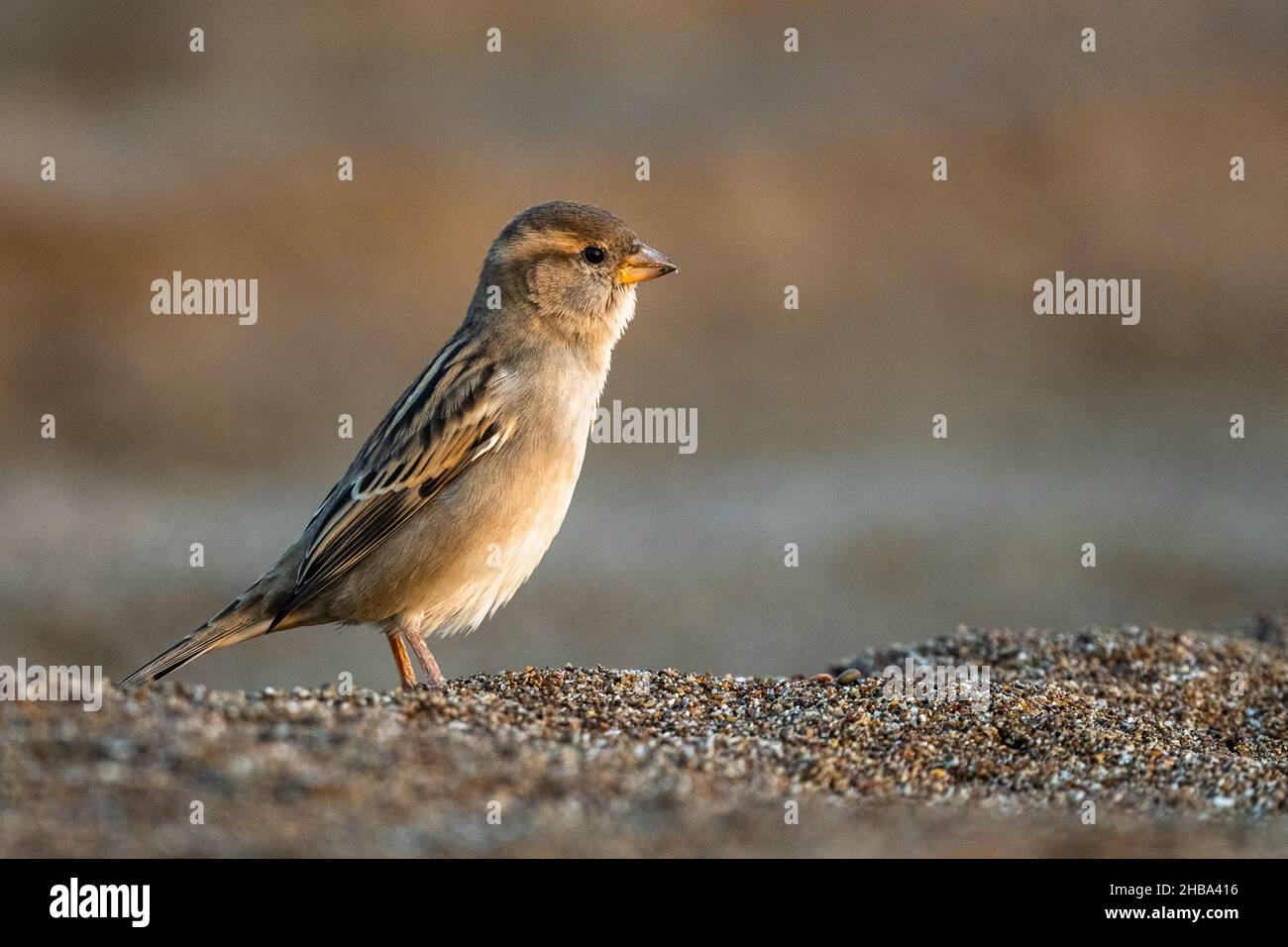 House sparrow (Passer domesticus) female, The Mediterranean Sea coast ...