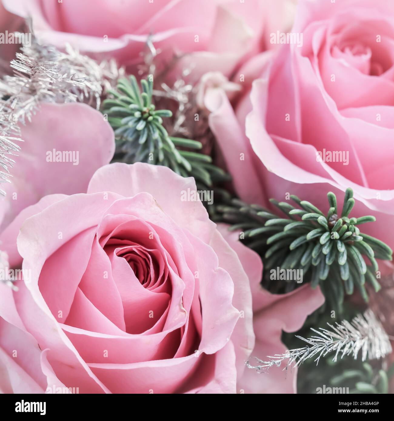 Pink roses with fir branches. Macro flowers background for holiday ...