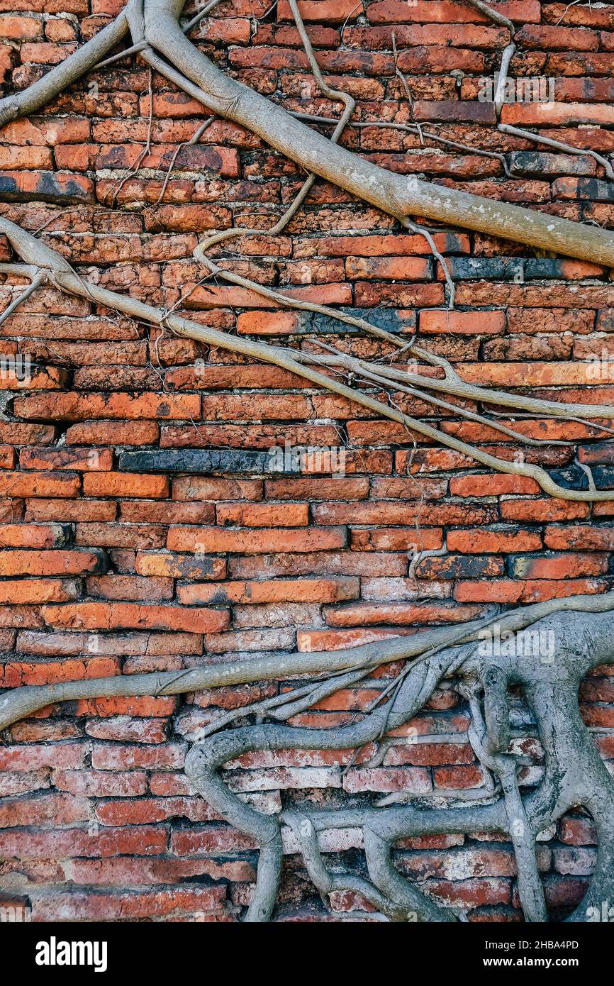 image of tree roots on brick wall Stock Photo - Alamy