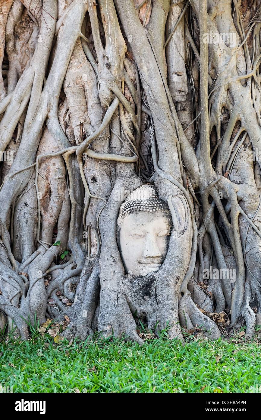 Ayutthaya,Thailand - December14,2021 : Buddha's Head in tree Roots at ...