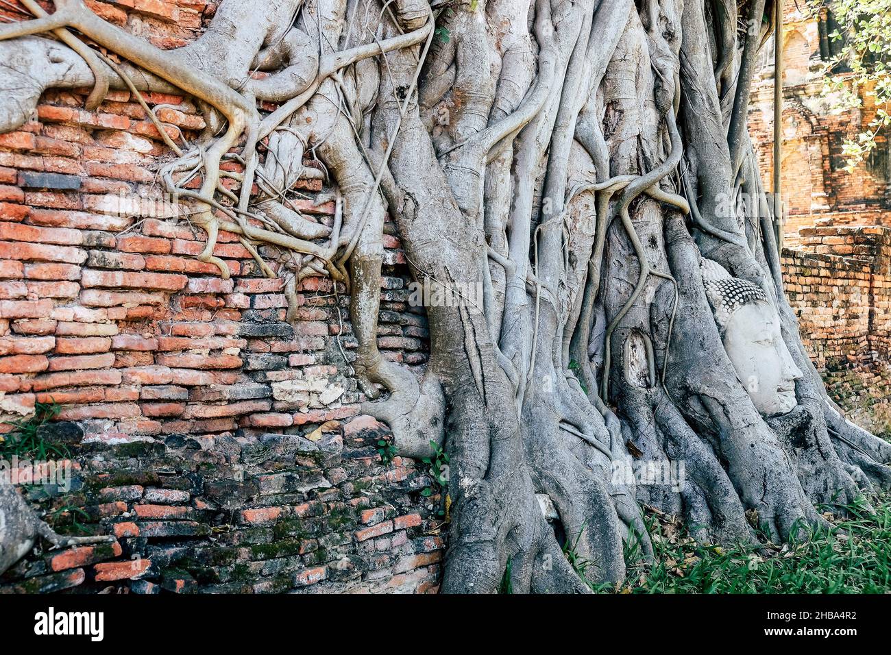 Ayutthaya,Thailand - December14,2021 : Buddha's Head in tree Roots at ...