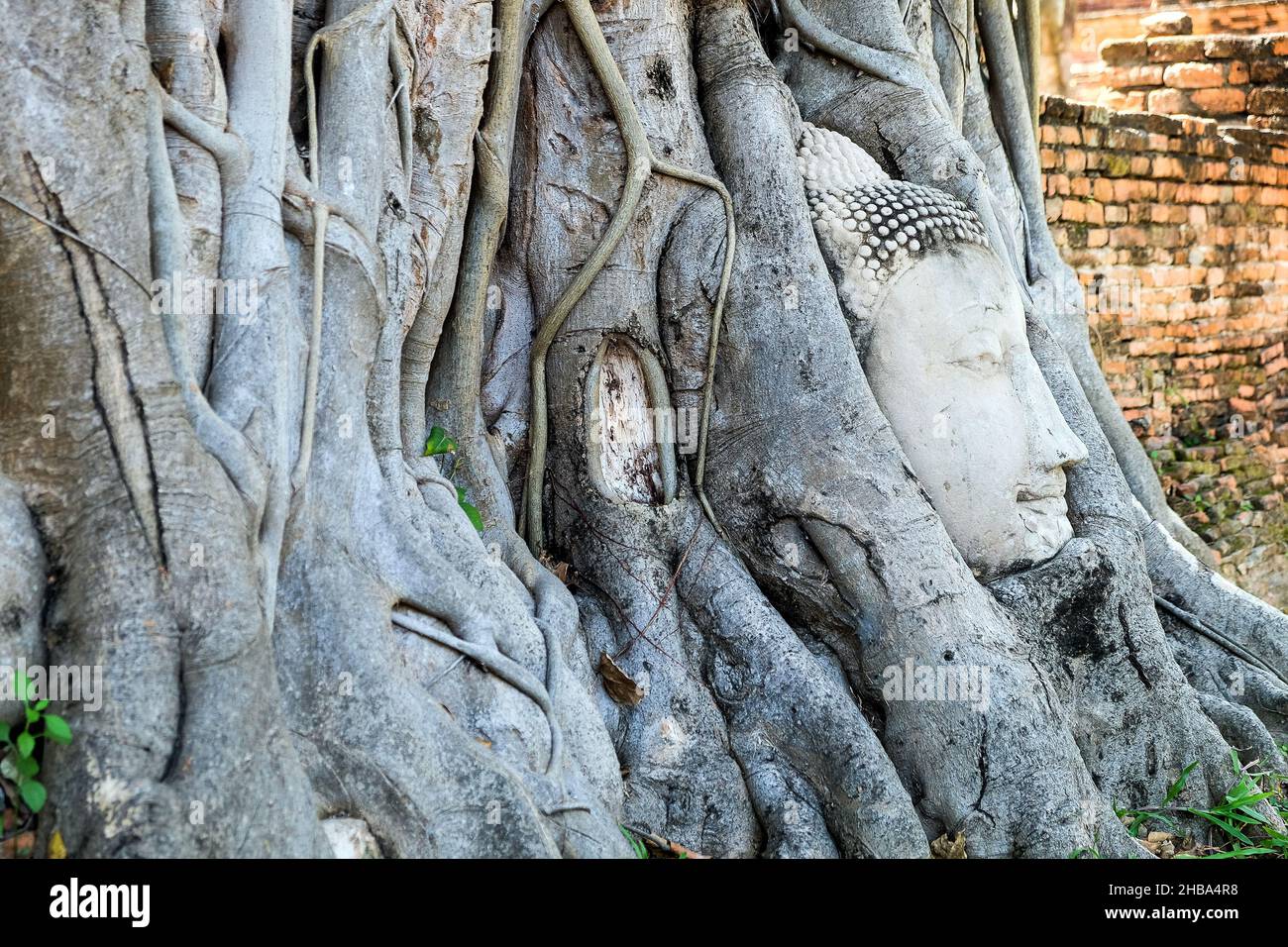 Ayutthaya,Thailand - December14,2021 : Buddha's Head in tree Roots at ...