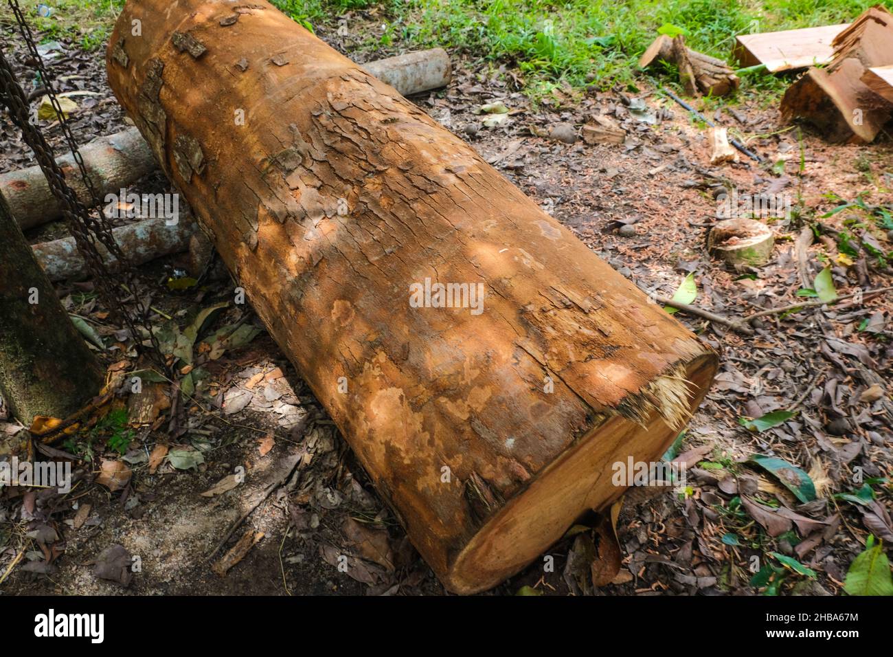 Neem tree Azadirachta excelsa (jack) jacob lumber wood industry, wood ...