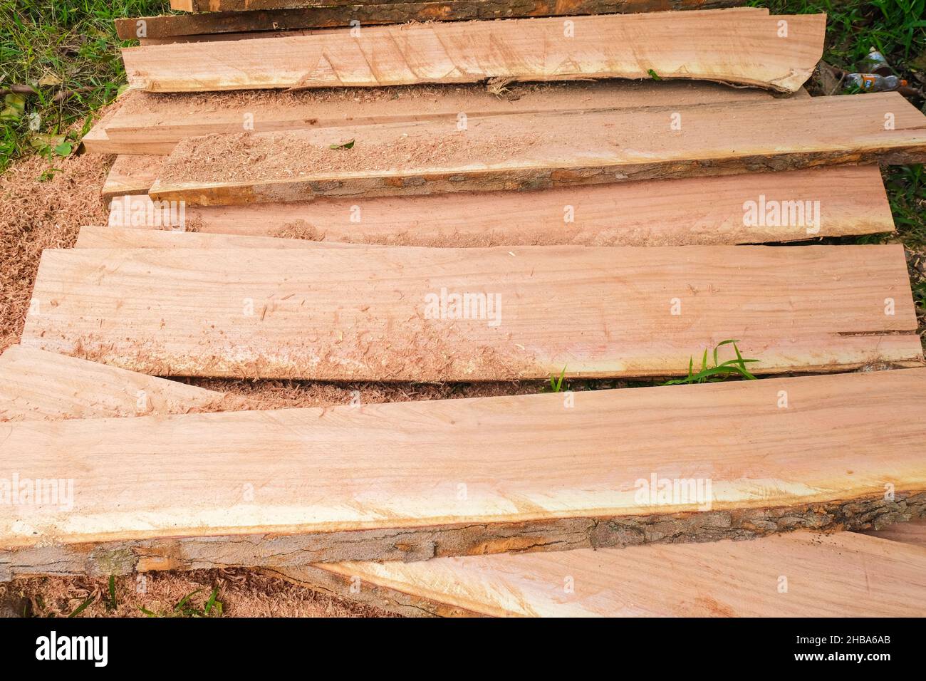 Neem tree Azadirachta excelsa (jack) jacob lumber wood industry, wood ...