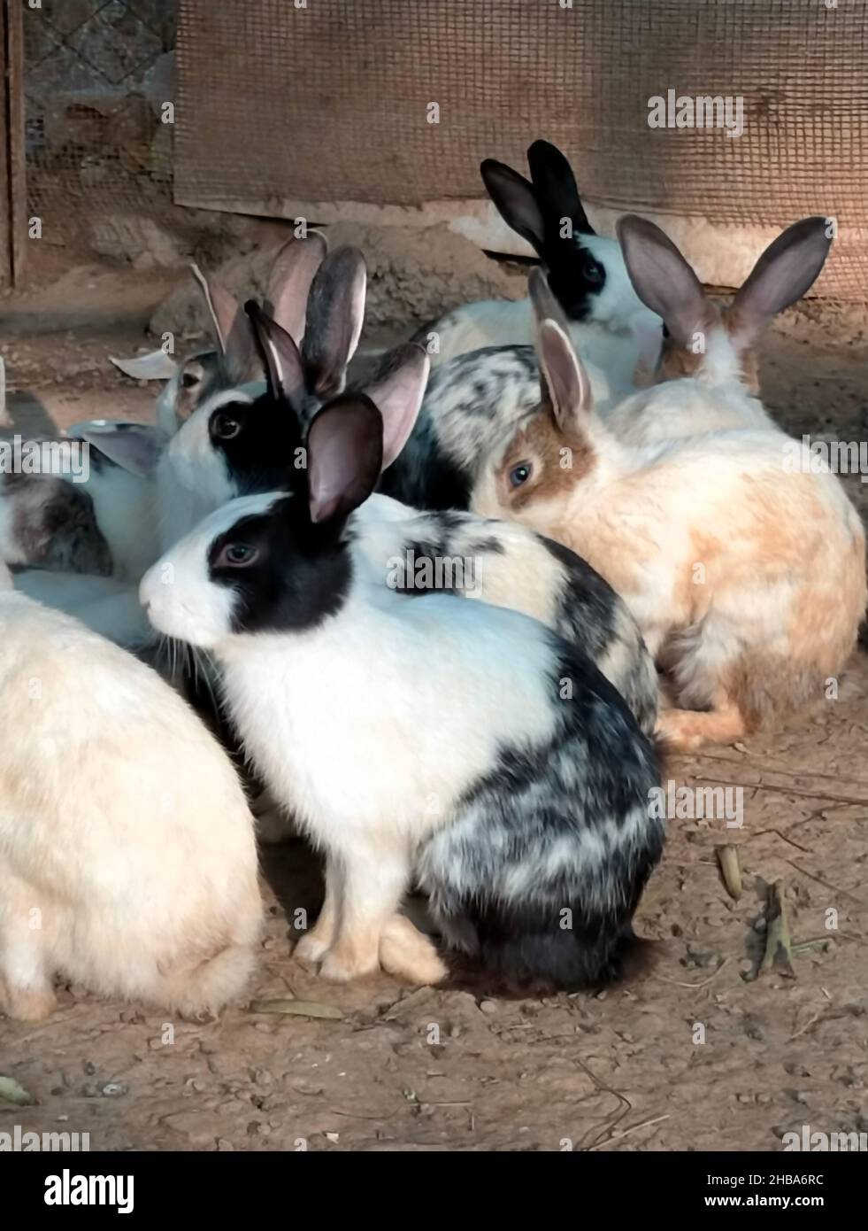 the rabbit is sitting Stock Photo - Alamy