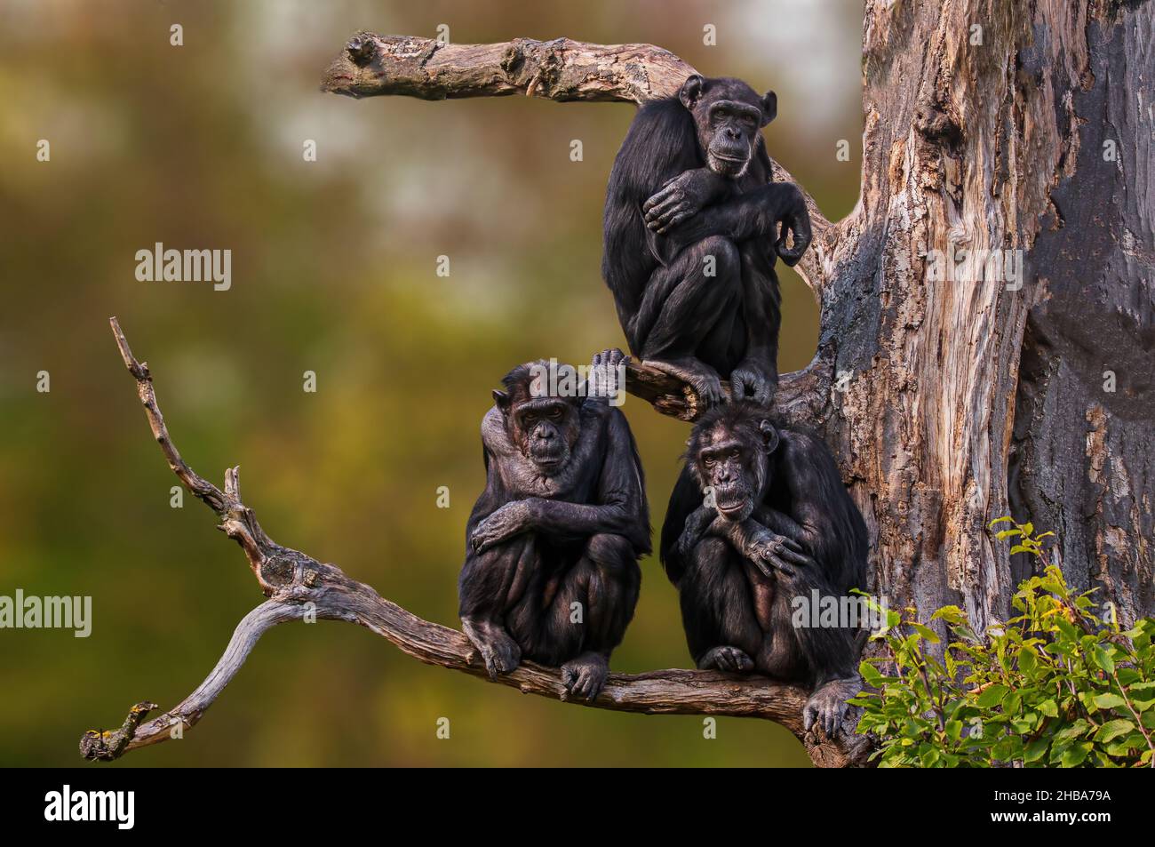 three west african chimpanzee sitting in a tree Stock Photo - Alamy