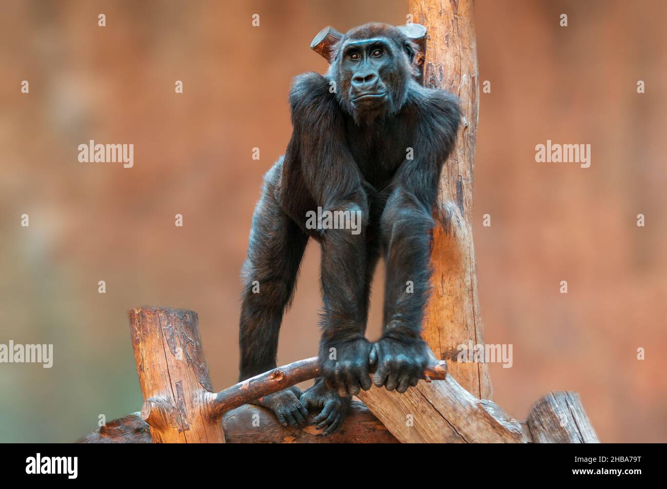 Primate stands hi-res stock photography and images - Alamy