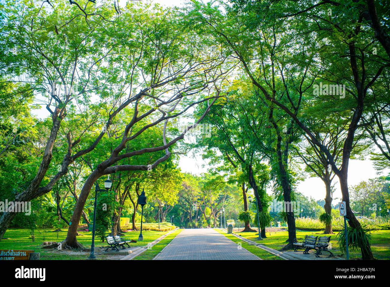 Green tree city park sunset light nature landscape background Stock ...