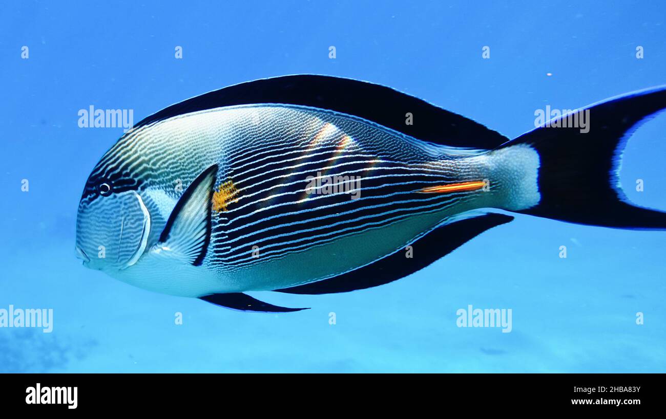 Close up shot of surgeon fish Stock Photo - Alamy