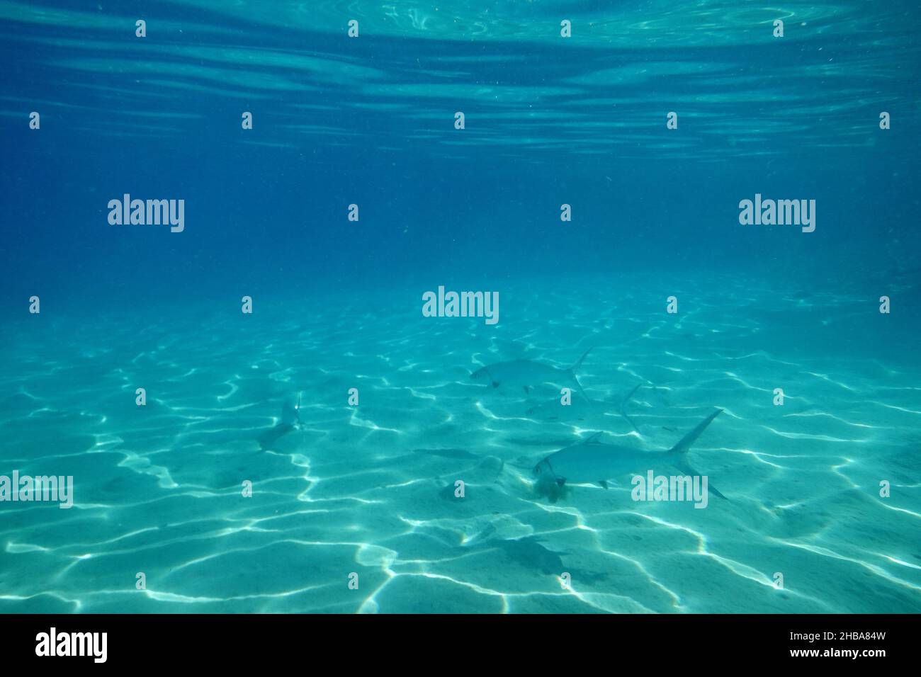 Beautiful underwater background, sun beams Stock Photo - Alamy