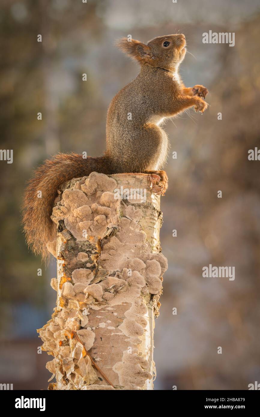 Profile of an red squirrel on a tree trunk hi-res stock photography and ...