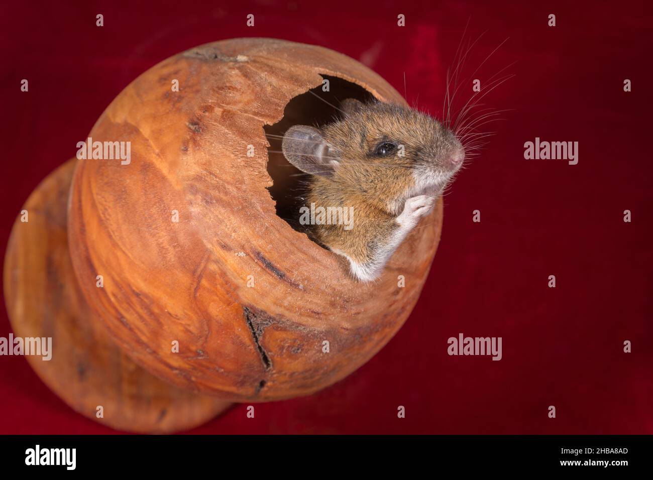 Male and female mouse hi-res stock photography and images - Alamy
