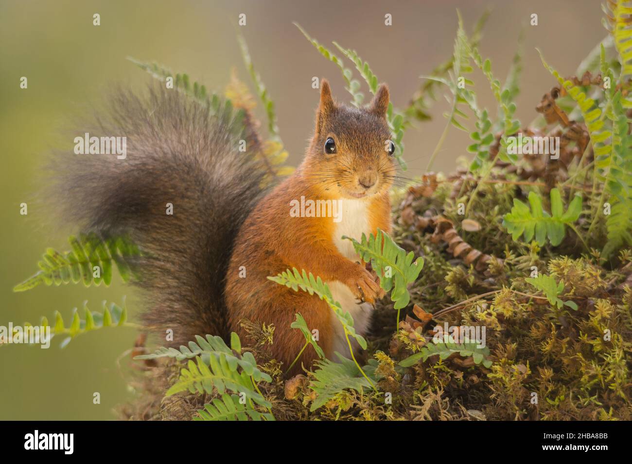 red squirrel standing in between ferns Stock Photo - Alamy