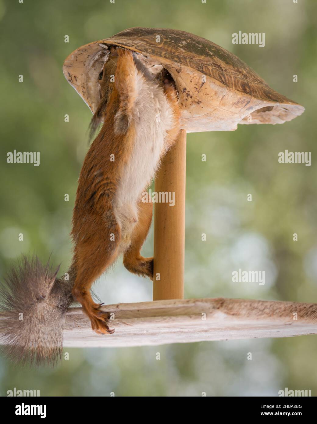 Happy turtle face hi-res stock photography and images - Alamy