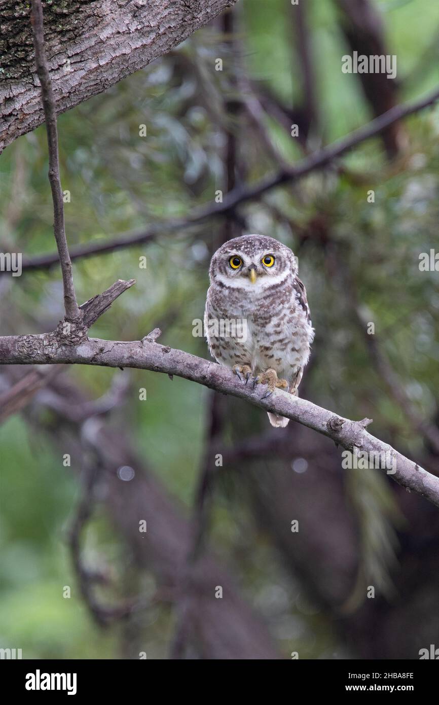 Owlet bird hi-res stock photography and images - Alamy