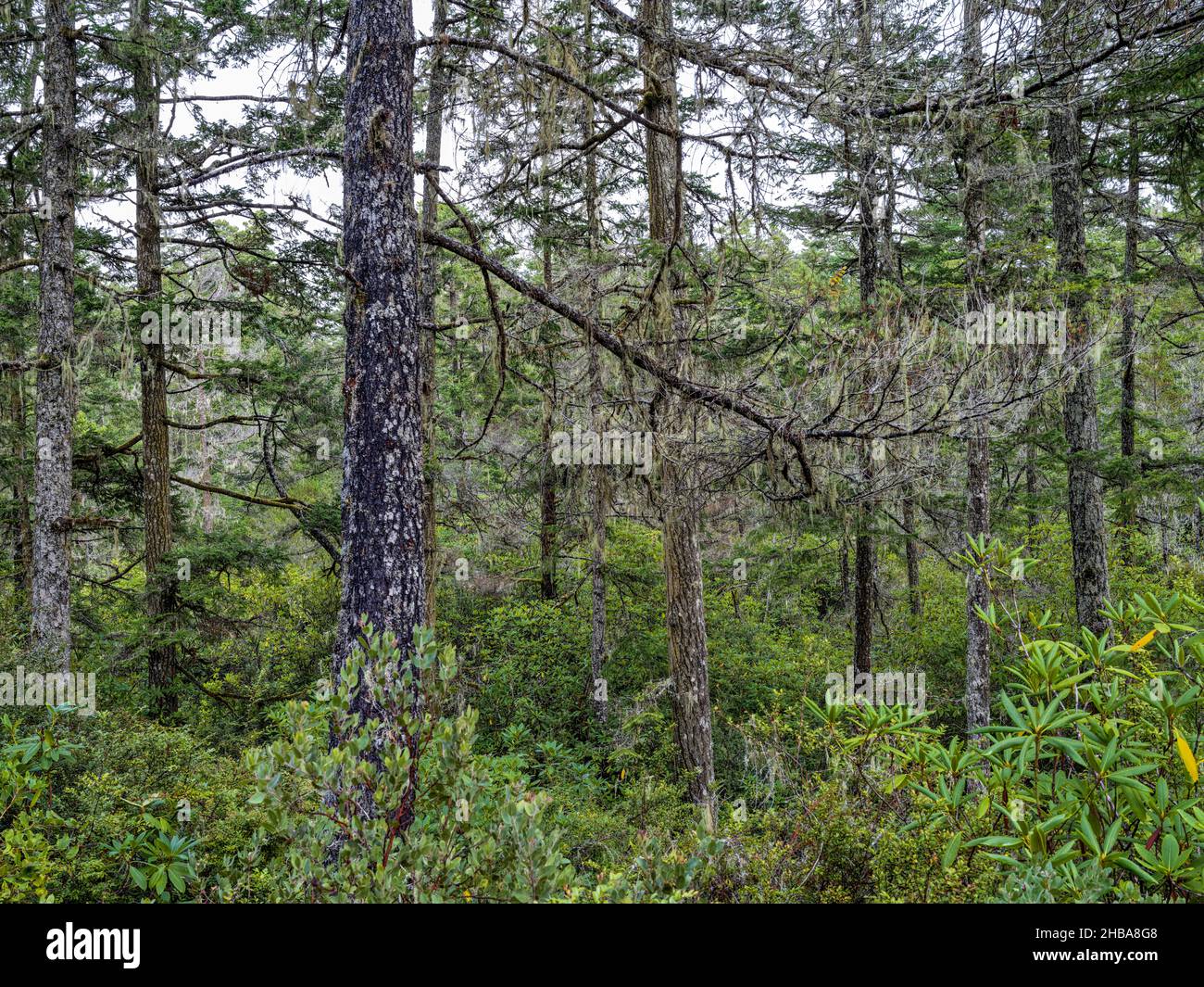 The trees of the Siuslaw National Forest in the Eel Creek Campground in ...