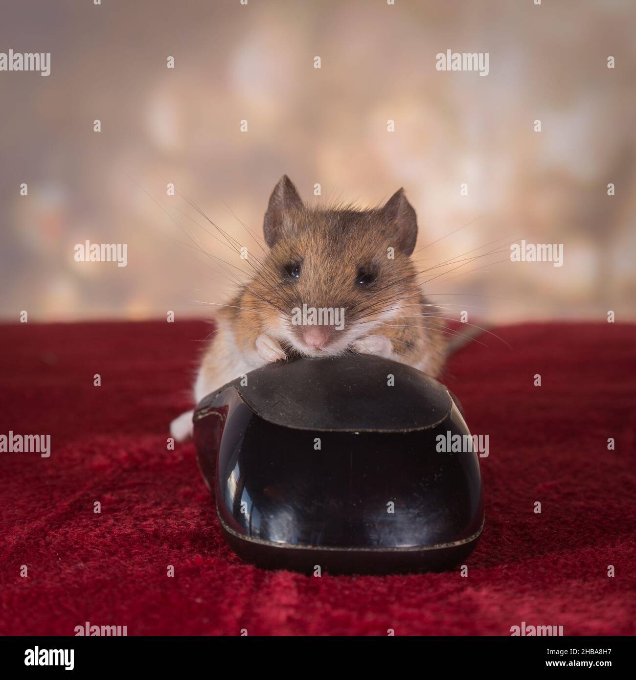 computer mouse with a animal mouse on it Stock Photo - Alamy