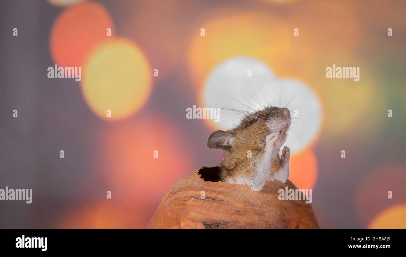 Funny wood mouse hi-res stock photography and images - Alamy
