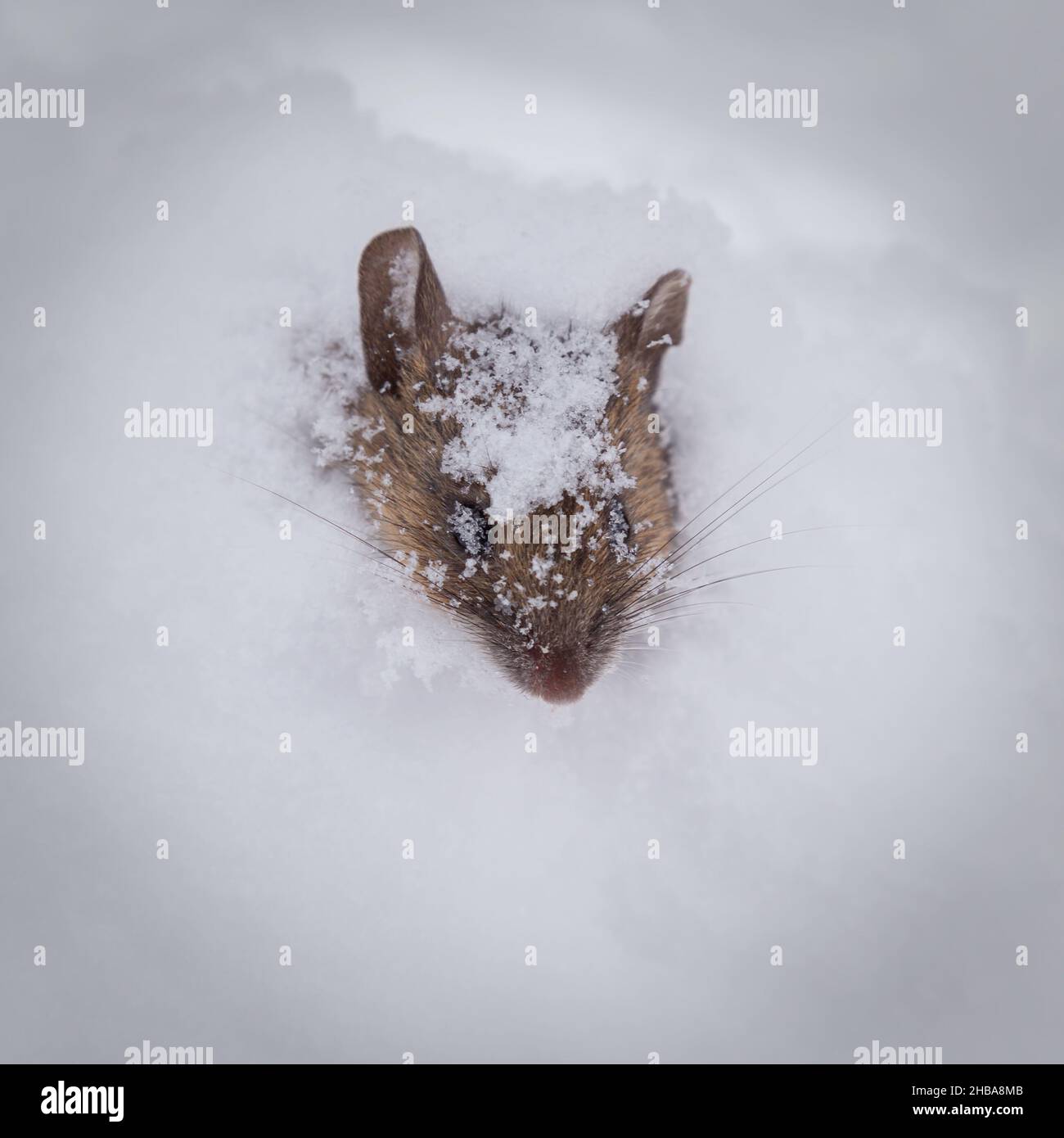 Male and female mouse hi-res stock photography and images - Alamy