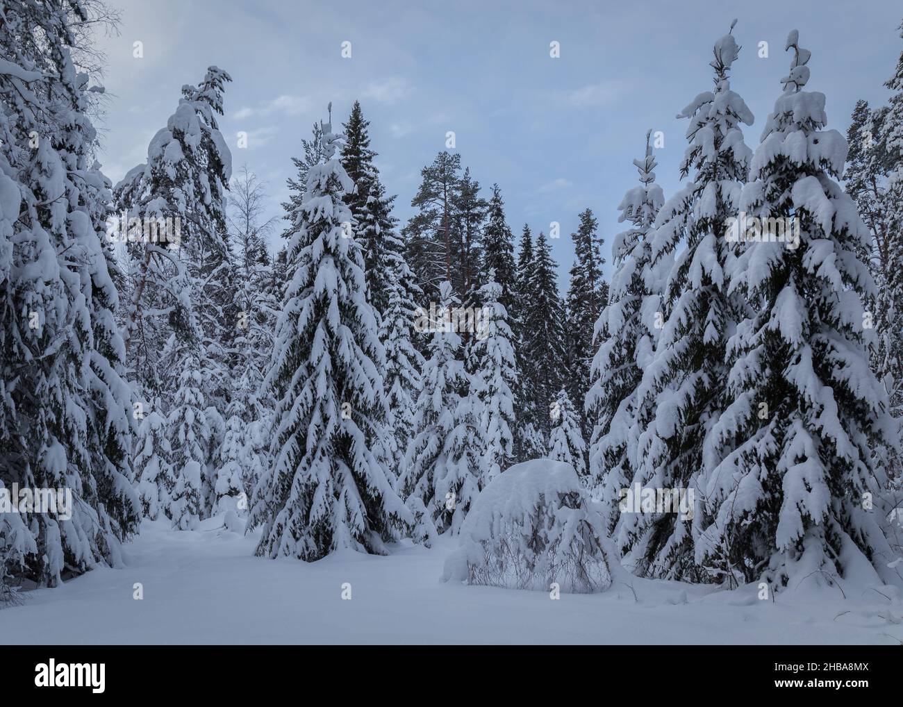 Trees with a load of snow in a forest hi-res stock photography and ...