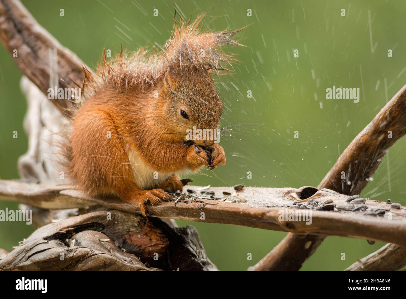 Wet squirrel hi-res stock photography and images - Alamy