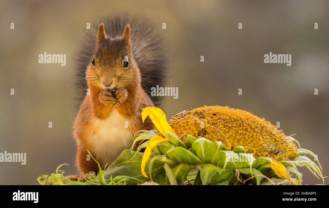 Red squirrel with sunflower hi-res stock photography and images - Alamy