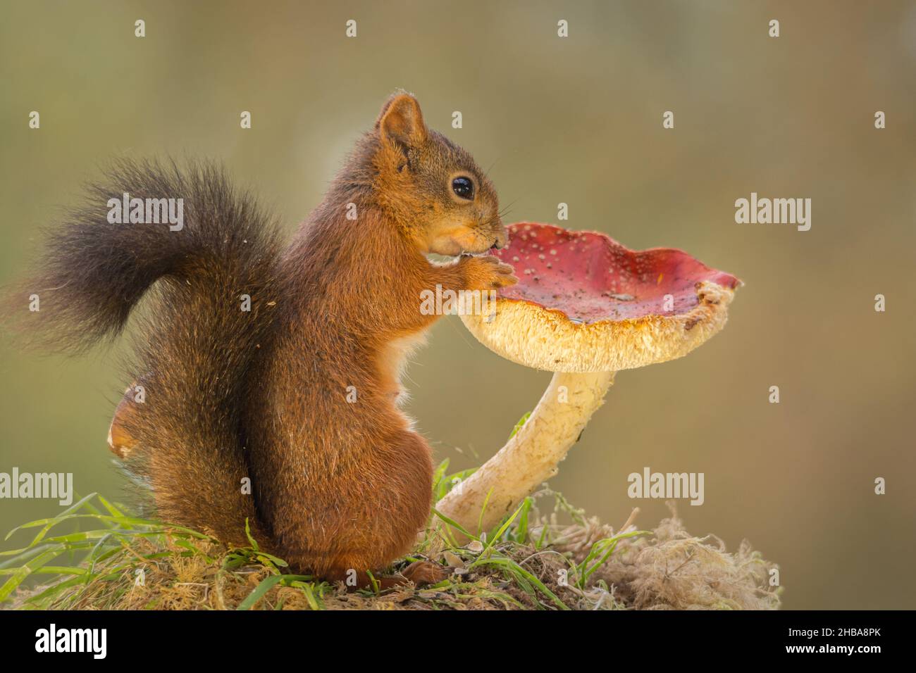 red squirrel standing with a mushroom Stock Photo - Alamy
