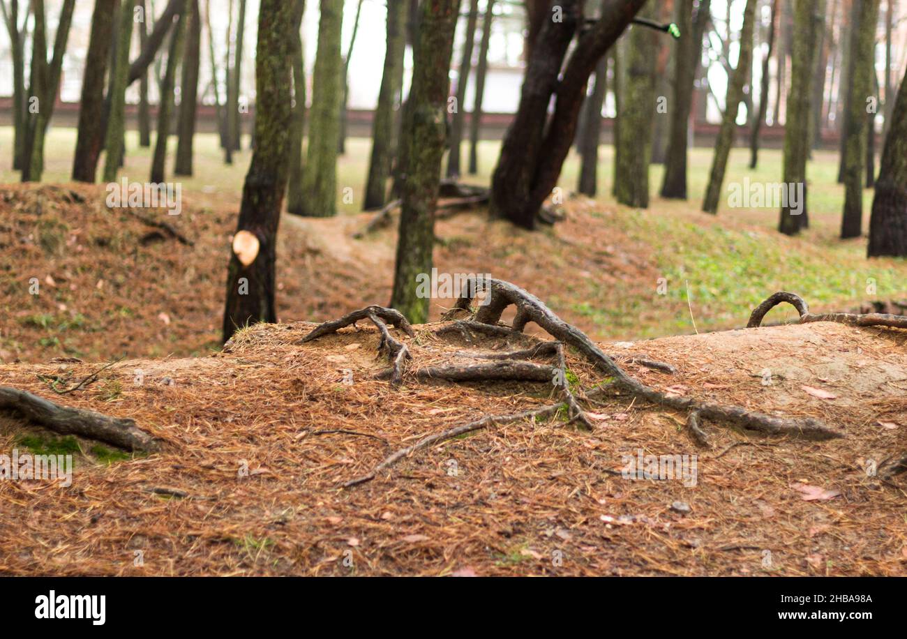 Tree roots crawling in the autumn forest Stock Photo - Alamy