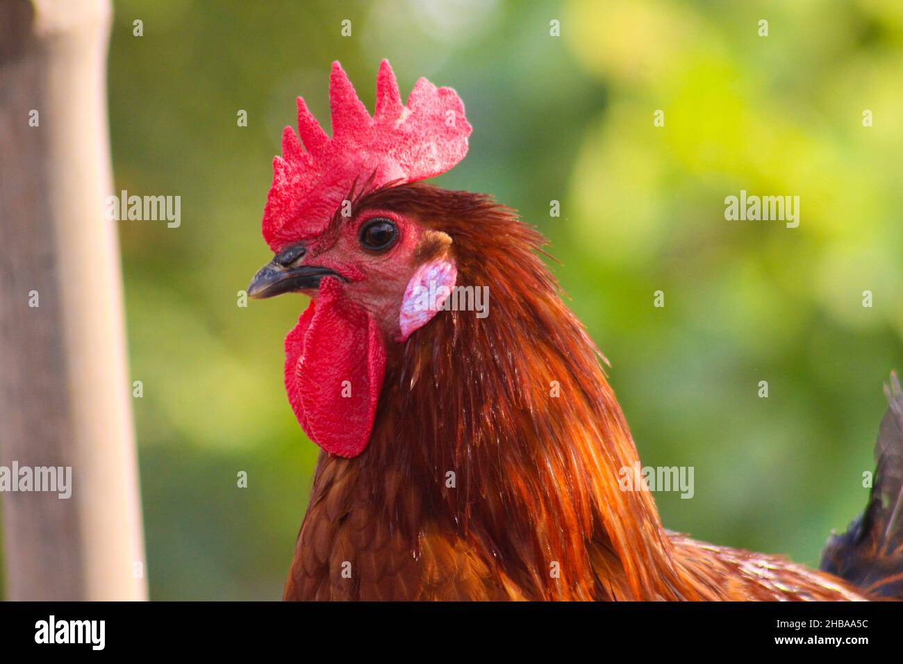 Grey hen hi-res stock photography and images - Alamy