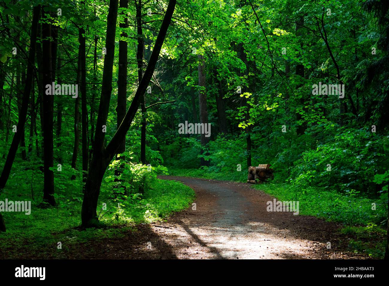 Green mixed forest park with hiking trail, walk in the fresh air Stock ...