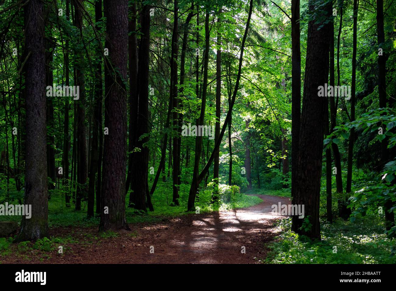 Green mixed forest park with hiking trail, walk in the fresh air Stock ...