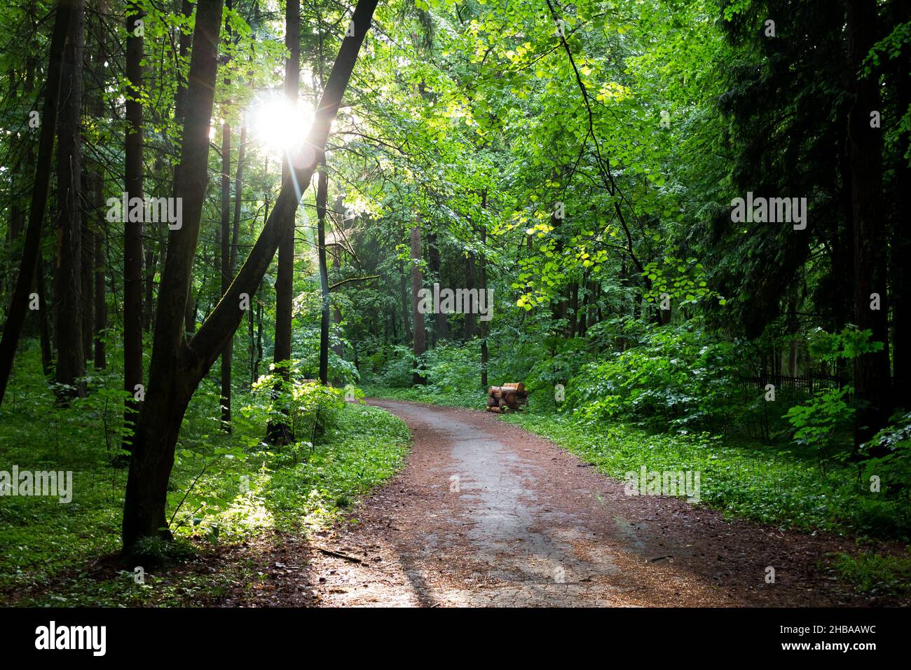Green mixed forest park with hiking trail, walk in the fresh air Stock ...