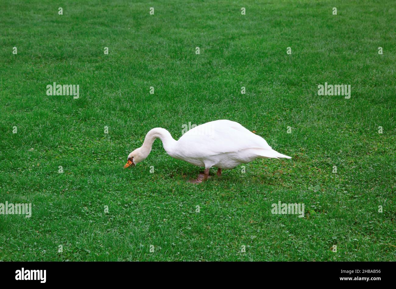 Grazing bird hi-res stock photography and images - Alamy