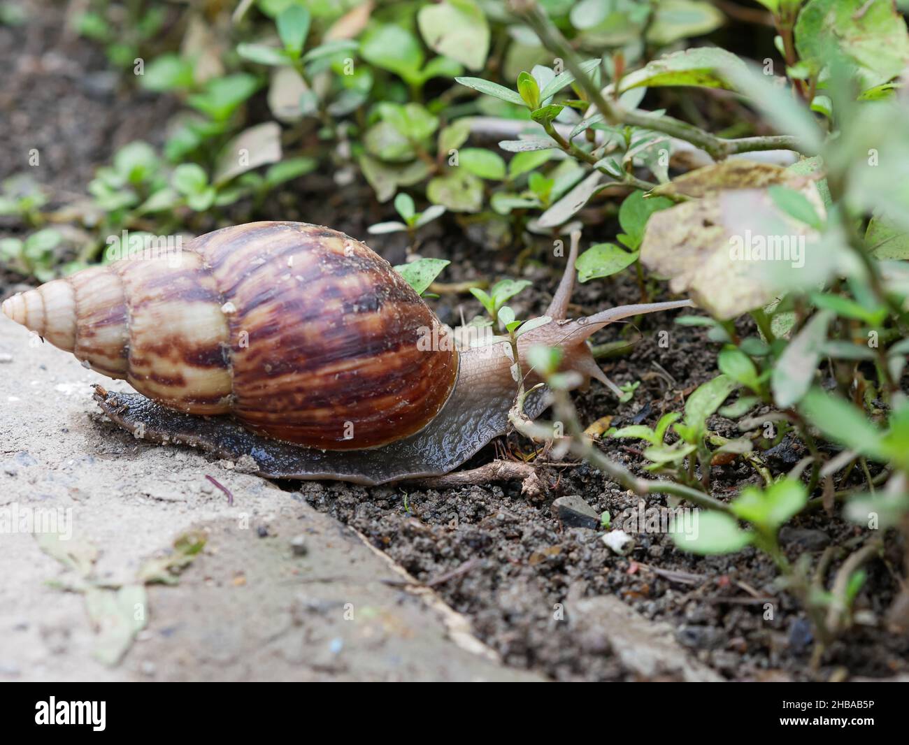 Snail or Achatina fulica one of the worst invasive species on earth ...