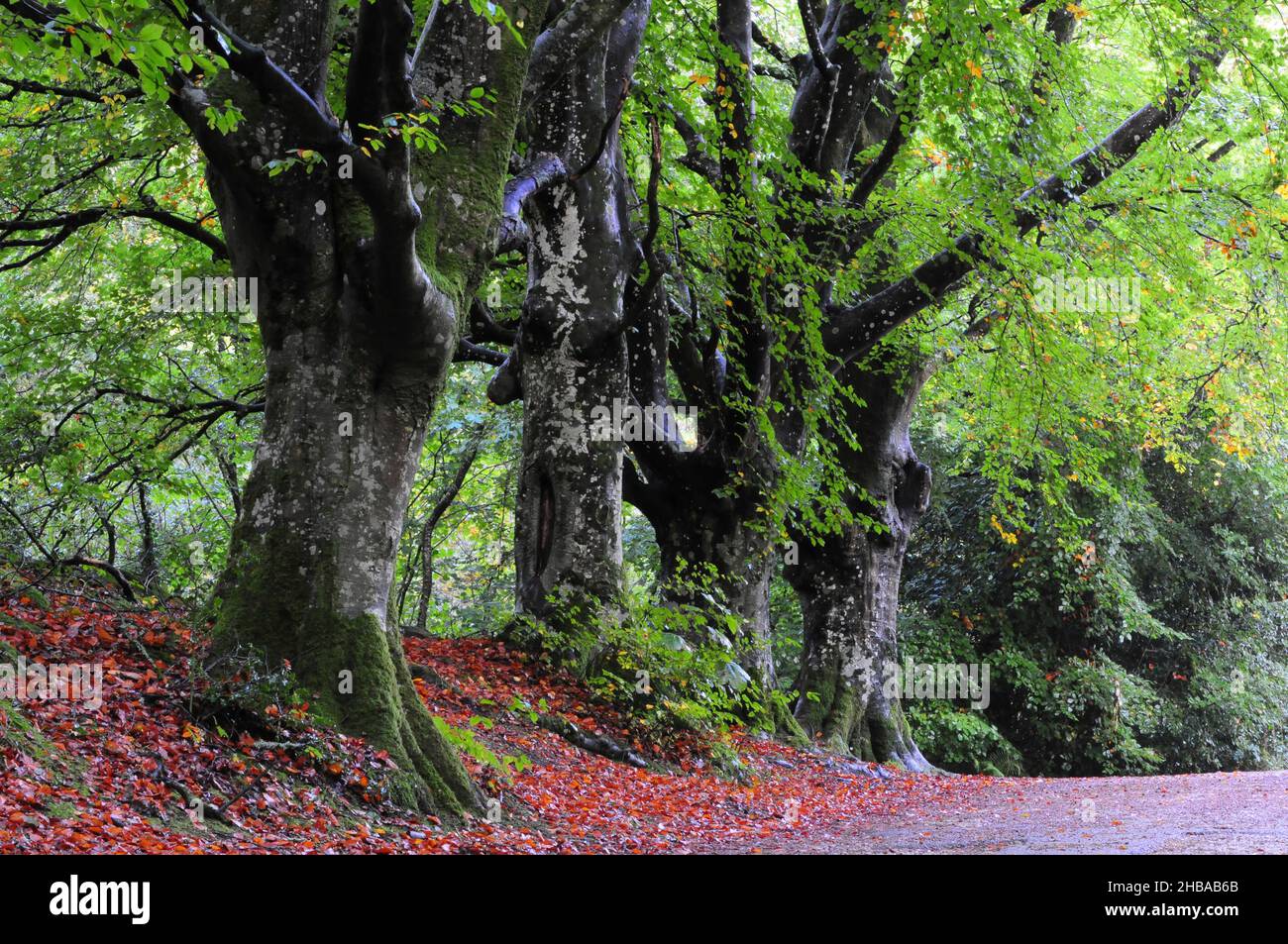 Mature beech trees in Puddletown Forest, Dorset, UK Stock Photo - Alamy