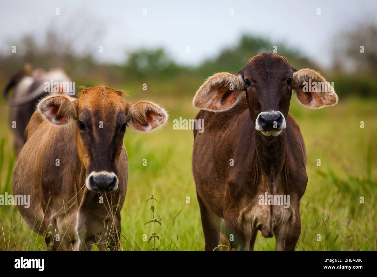 Cienaga las macanas hi-res stock photography and images - Alamy