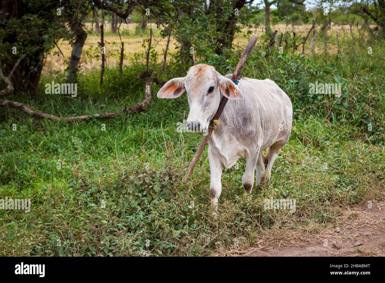 A calf with a "poste" attached to its neck in the Cienaga de las ...