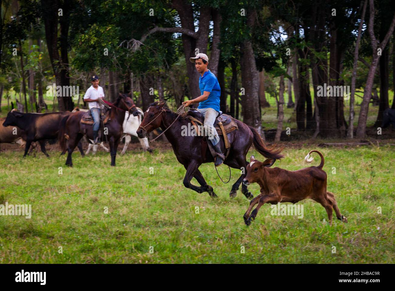 Cattle production latin america hi-res stock photography and images - Alamy
