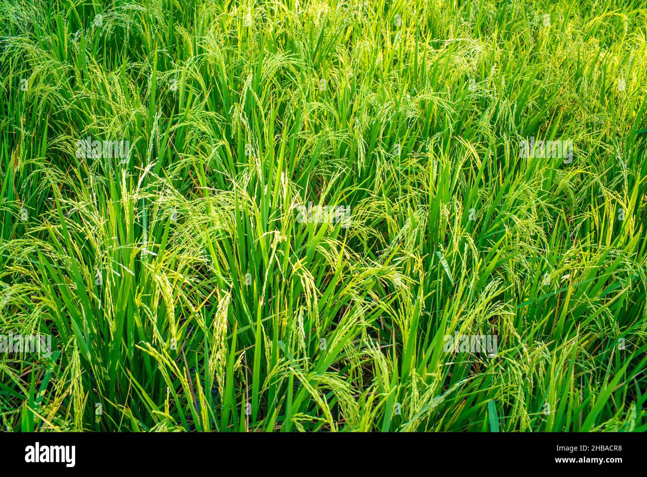 Green paddy rice plantation field rice background Stock Photo - Alamy