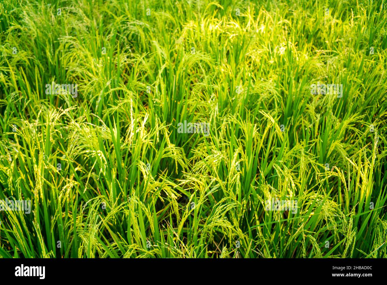 Green paddy rice plantation field rice background Stock Photo - Alamy