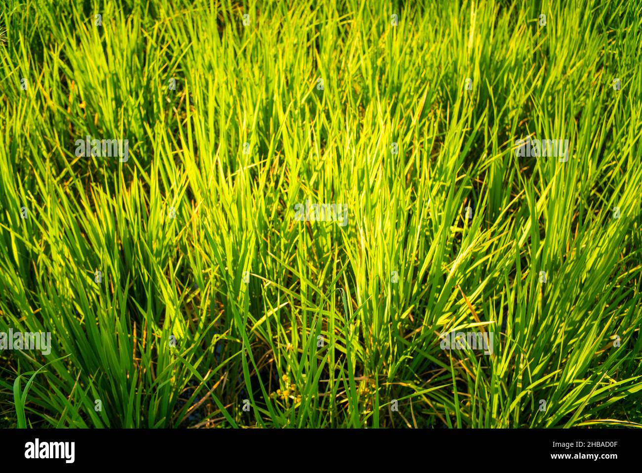 Green paddy rice plantation field rice background Stock Photo - Alamy