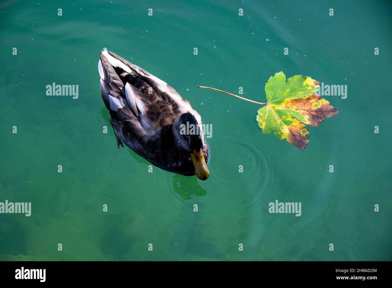 Butterfly duck hi-res stock photography and images - Alamy