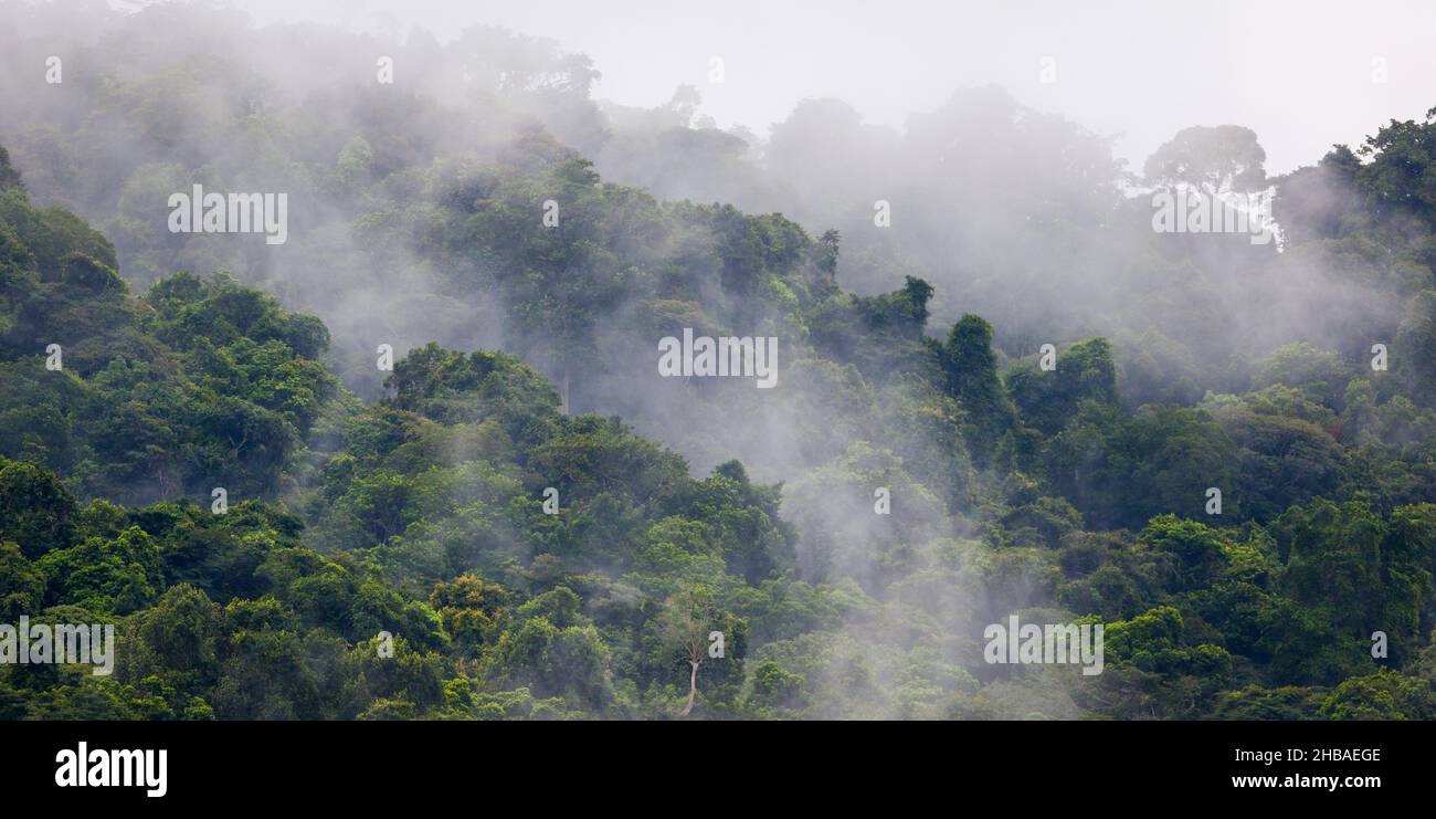 Panoramic view of damp rainforest after rainfall on the west side of ...